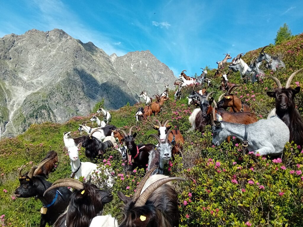 Almabtrieb Verpeilalm | Tiroler Oberland