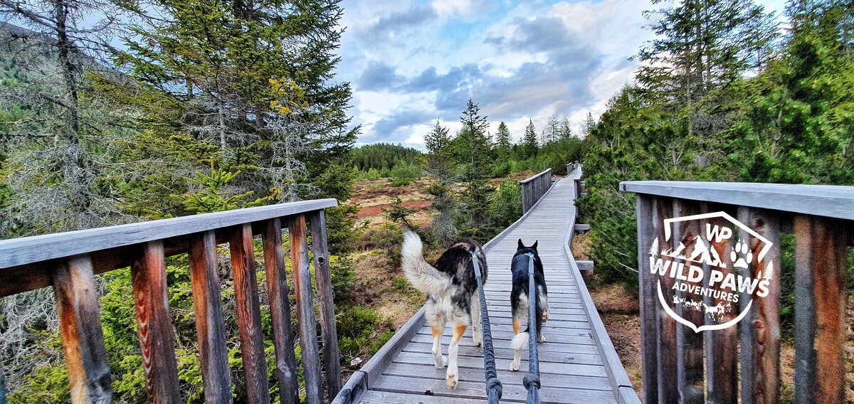 Wild Paws Adventures | Tiroler Oberland
