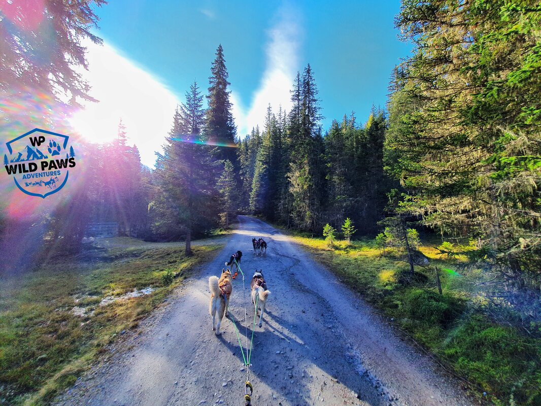 Wild Paws Adventures | Tiroler Oberland
